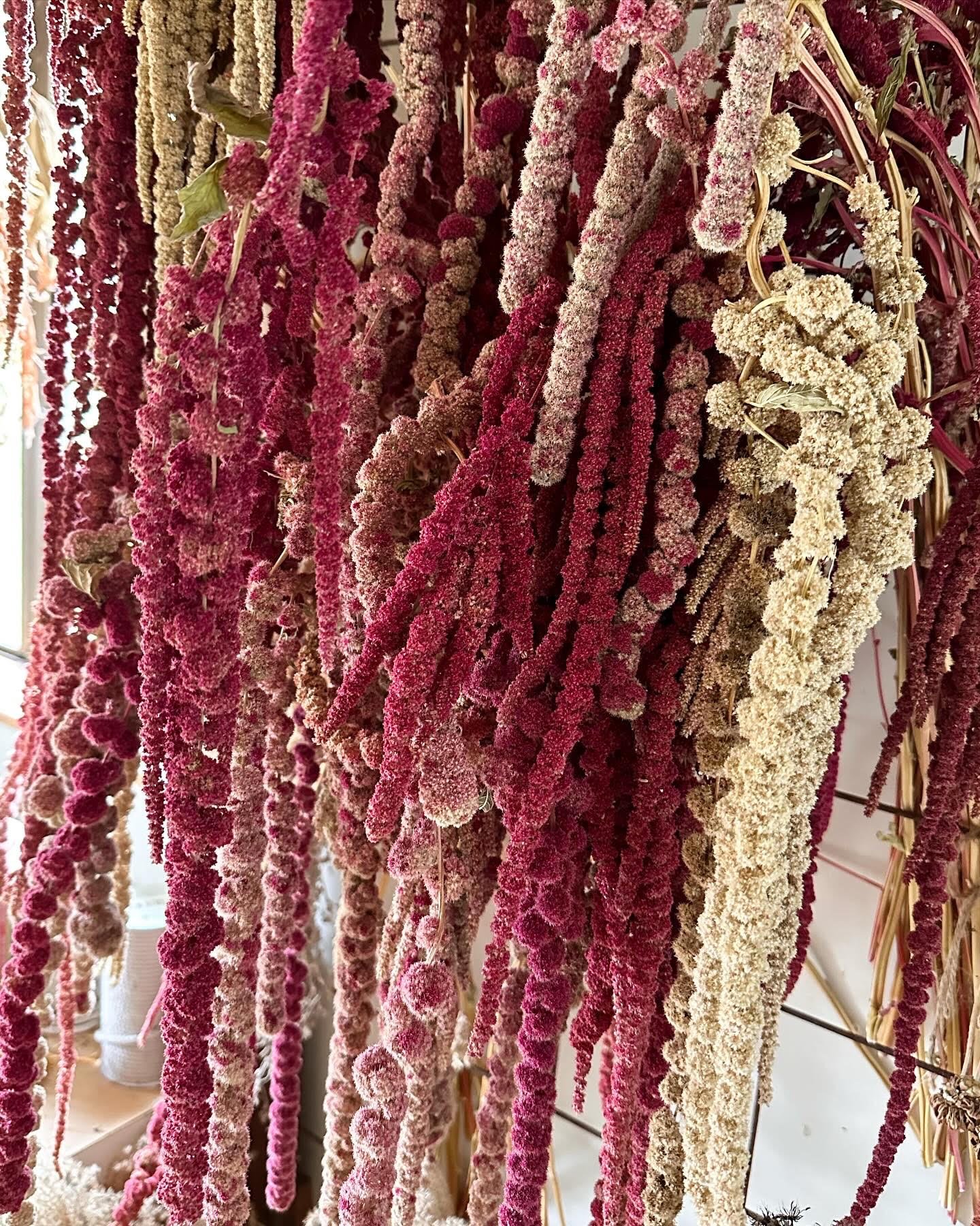 Dried Amaranth 'Mira' — Flora and Foal Natural + Local Blooms