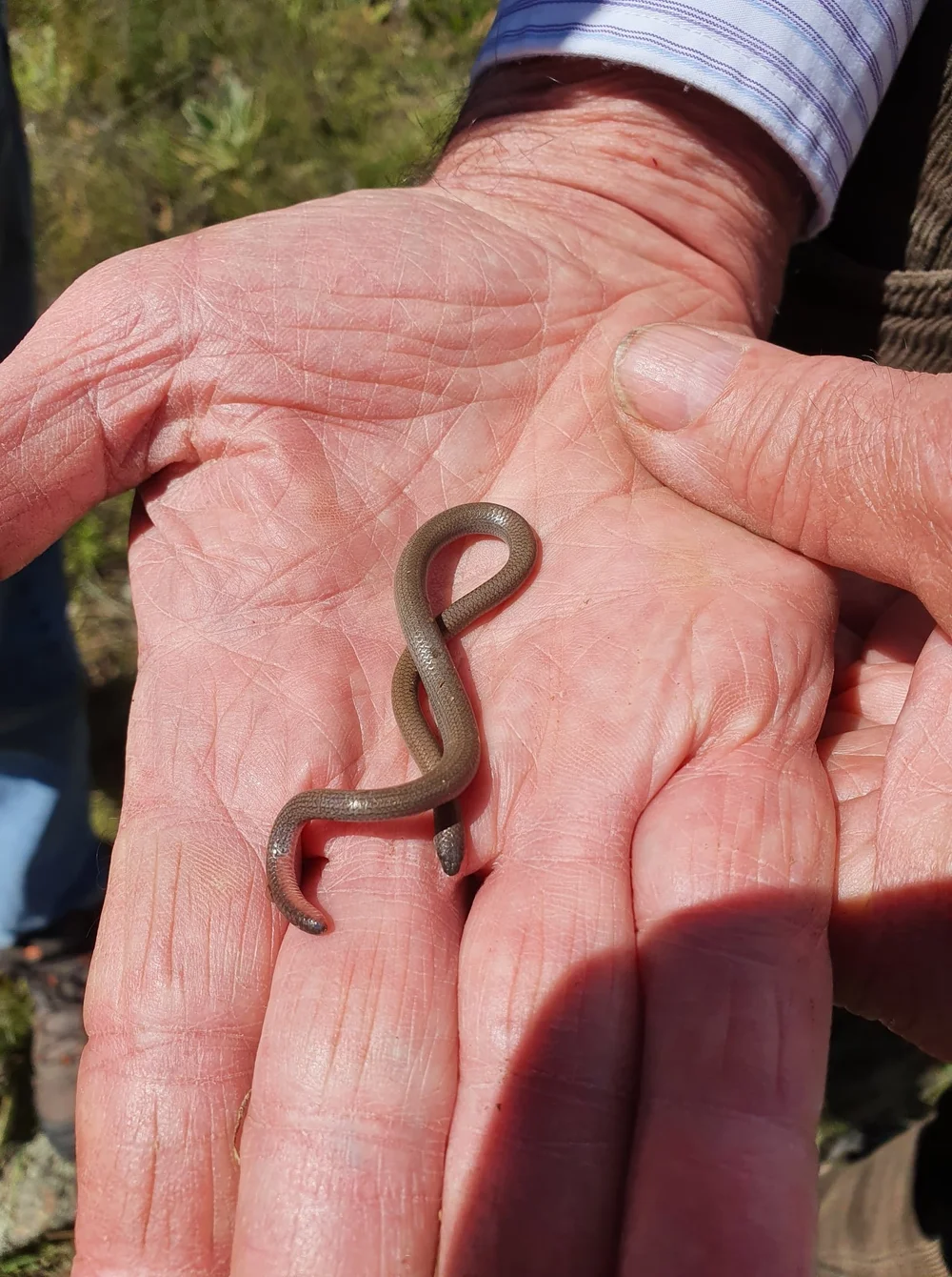 2021 and 2019 Survey of Local Legless Lizard - Aprasia parapulchella ...