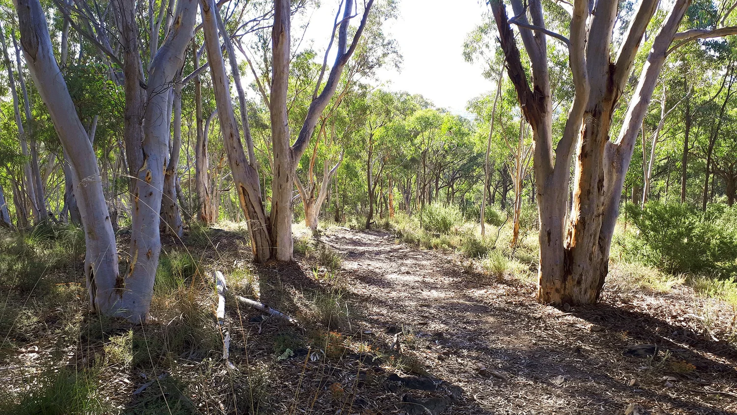 Current Projects — Queanbeyan Landcare