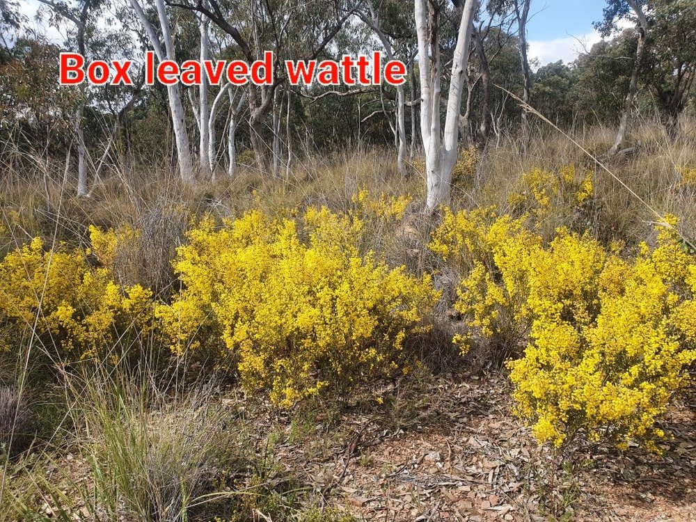 National Wattle Day — Queanbeyan Landcare