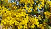 The Mount Jerrabomberra Story - History Project Stories — Queanbeyan ...