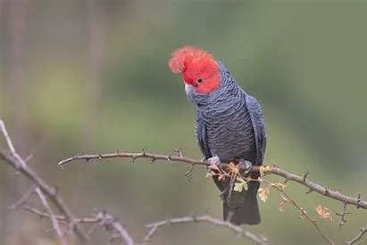 Gang-gang Cockatoo — Queanbeyan Landcare