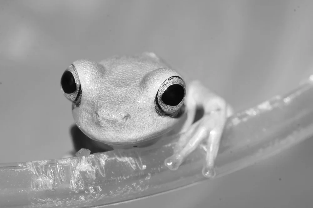 About — Felicity Nelson