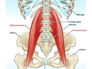 The Psoas Muscle — Shaftesbury Chiropractic Dorset