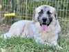 Great Pyrenees Guide: Trusted Livestock Guardian Dogs and Farm Dogs ...