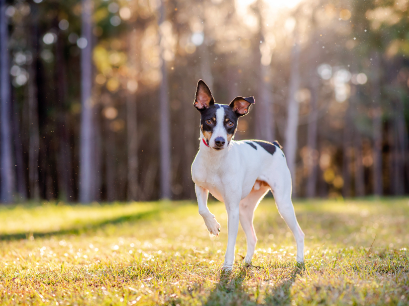 Rat Terrier Dog Guide: Hunting Dogs Turned Versatile Farm Dogs — Roobeez
