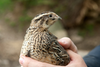 Ultimate Guide to Raising Quail for Quail Eggs — Roobeez