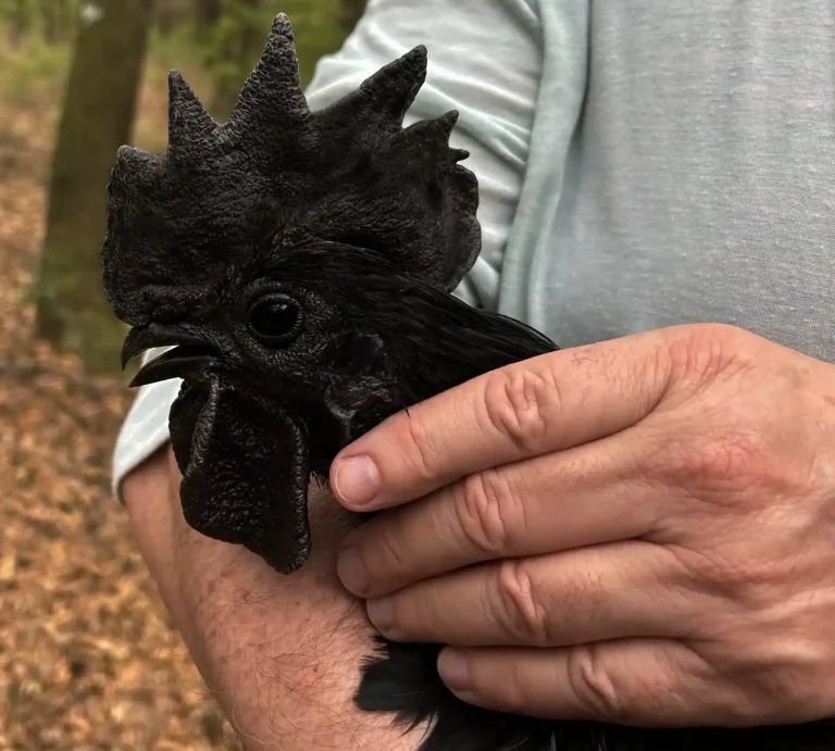 The All Black Chicken Breed: Ayam Cemani Chicken Guide — Roobeez