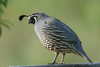 Raising Quail for Quail Eggs: The Ultimate Guide — Roobeez