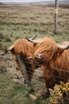 The Highland Cow Guide - Origins, Sizes, Colors, Temperament, and More ...