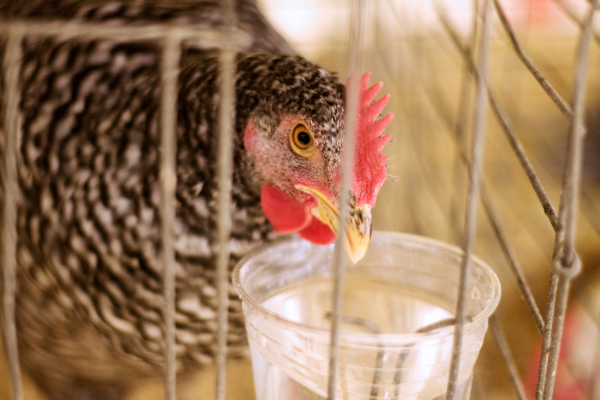Guide to Chicken Waterers: Hydrating Your Flock — Roobeez