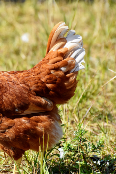 Chicken Anatomy Guide: Rooster Anatomy, Health Tips, and More — Roobeez