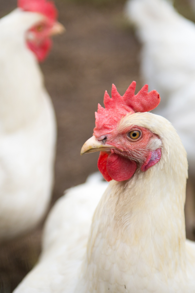 Chicken Anatomy Guide: Rooster Anatomy, Health Tips, and More — Roobeez