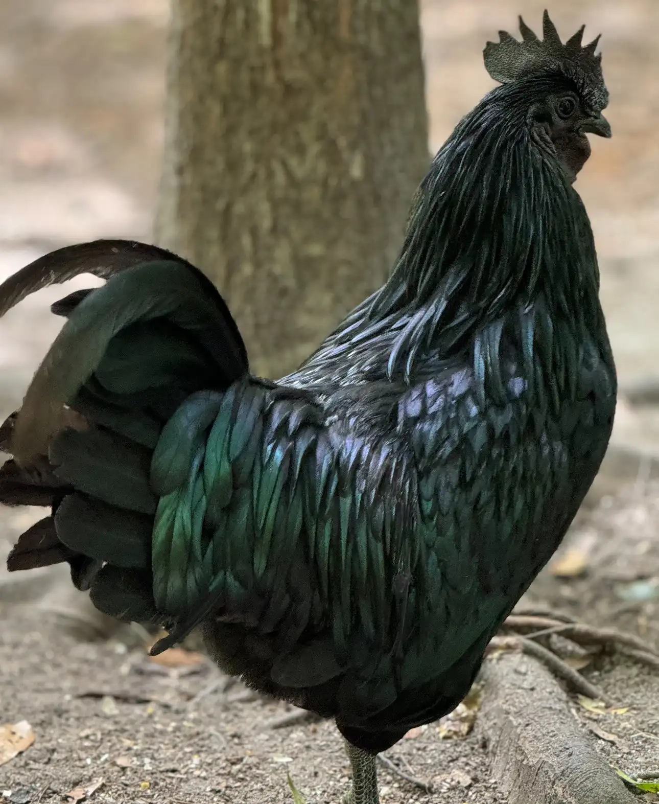 The All Black Chicken Breed: Ayam Cemani Chicken Guide — Roobeez