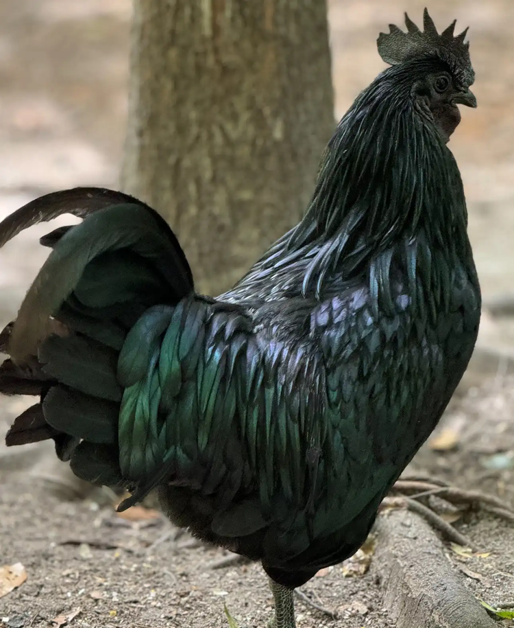The All Black Chicken Breed: Ayam Cemani Chicken Guide — Roobeez