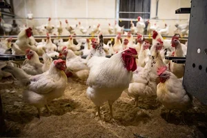 Leghorn Chicken Guide: Everything You Need to Know About Leghorn ...