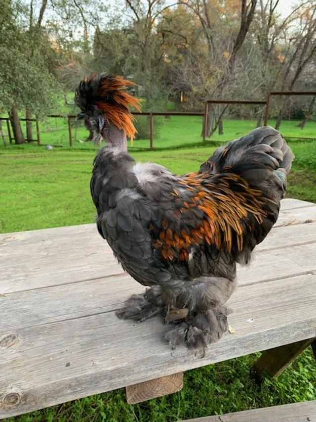 Blue Silkie Chicken Guide — Roobeez