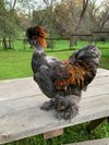 Blue Silkie Chicken Guide — Roobeez