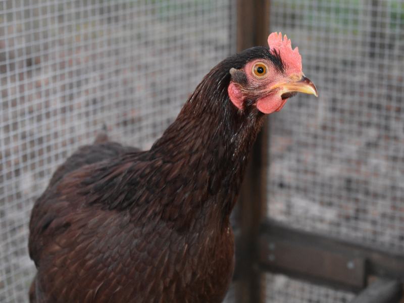 Comparison: Rhode Island Red Chicken vs. Other Chicken Breeds — Roobeez