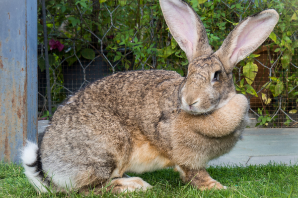The Flemish Giant Rabbit: Guide to the Largest Rabbit Breed — Roobeez