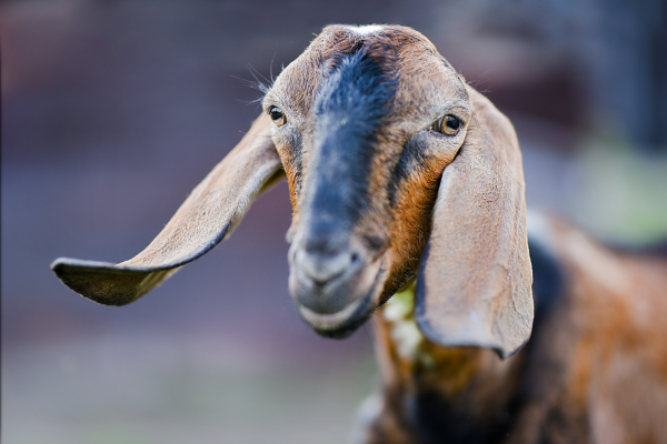 Nubian Goats: Ultimate Nubian Goat Guide — Roobeez