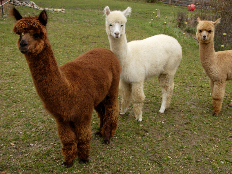 The Best Alpaca Farms: Top Quality Alpaca Clothing and Luxury Alpaca ...