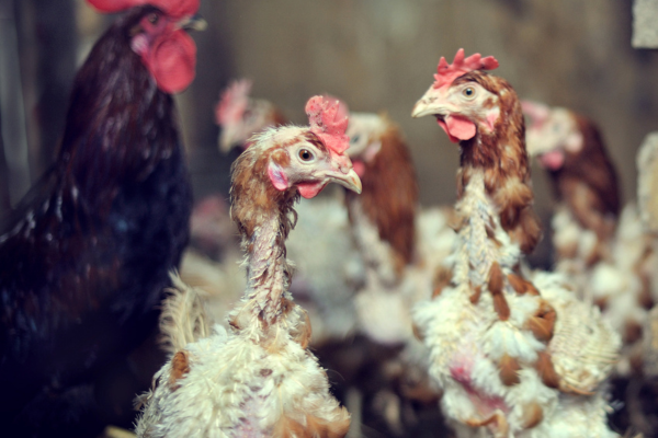 Chicken Molting: Complete Guide to Caring for and Understanding Molting ...