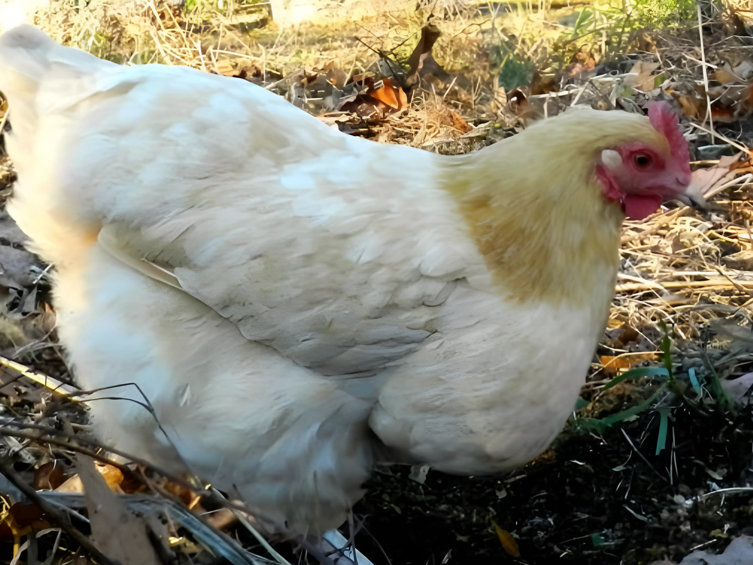Chicken Care Guide: How to Treat Sour Crop and How to Treat Impacted ...