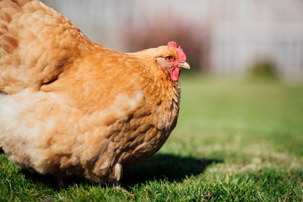 Buff Orpington Chicken Guide: Wonderful Buff Orpington Chickens — Roobeez