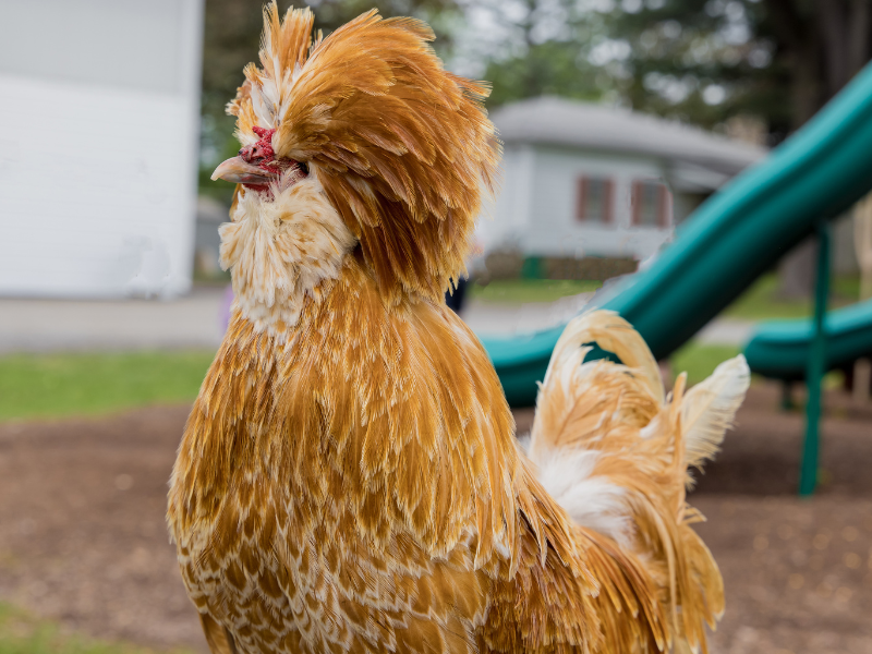 Raising Polish Chickens: Ultimate Guide — Roobeez
