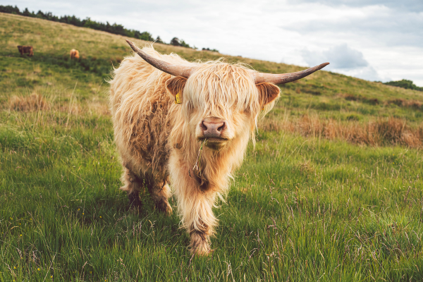 The Highland Cow Guide - Origins, Sizes, Colors, Temperament, and More ...