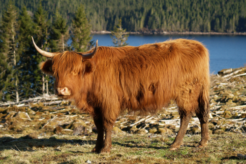 The Highland Cow Guide - Origins, Sizes, Colors, Temperament, and More ...