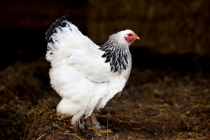 The Brahma Chicken Guide: The Largest Chicken Breed — Roobeez