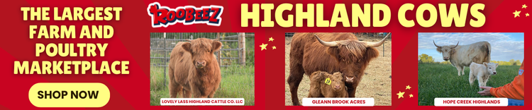 The Highland Cow Guide - Origins, Sizes, Colors, Temperament, and More ...
