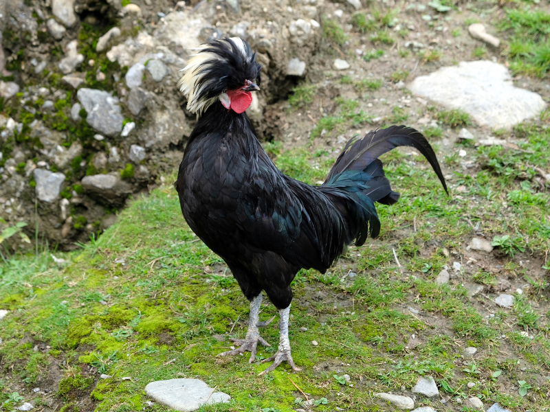 Raising Polish Chickens: Ultimate Guide — Roobeez