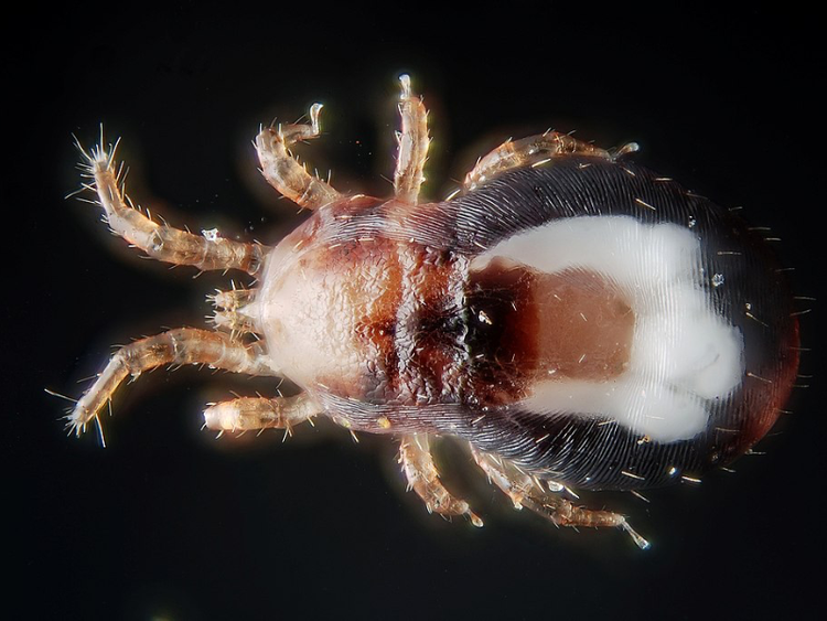 The Poultry Parasite: Red Mites and How to Get Rid of Them — Roobeez