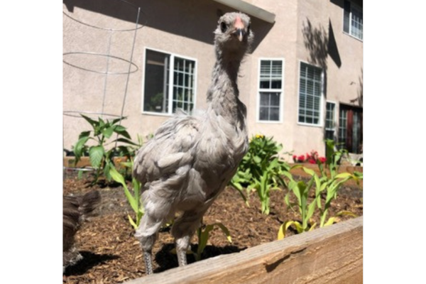 Lavish Lavender Chickens: Guide to the Most Popular Lavender Chicken ...