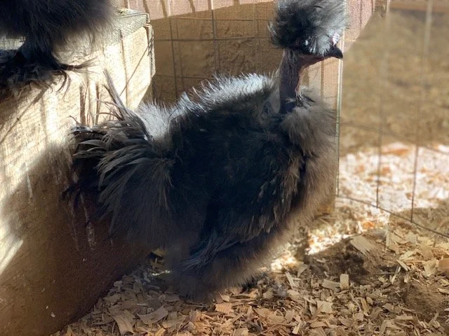 Blue Silkie Chicken Guide — Roobeez