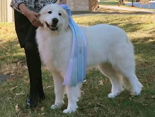 Great Pyrenees Guide: Trusted Livestock Guardian Dogs and Farm Dogs ...