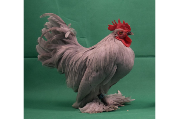 Small Farm Picks: Top Bantam Chicken Breeds — Roobeez
