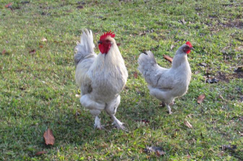 Lavish Lavender Chickens: Guide to the Most Popular Lavender Chicken ...