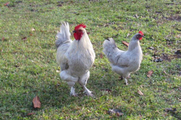 Lavish Lavender Chickens: Guide to the Most Popular Lavender Chicken ...