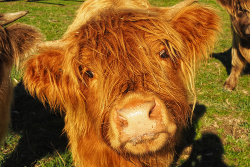 The Highland Cow Guide - Origins, Sizes, Colors, Temperament, and More ...