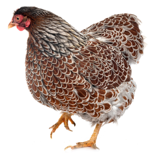 Blue Laced Red Wyandotte Chicken Guide: Breed Overview — Roobeez