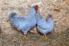 Lavish Lavender Chickens: Guide to the Most Popular Lavender Chicken ...