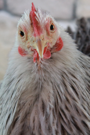 Chicken Anatomy Guide: Rooster Anatomy, Health Tips, and More — Roobeez