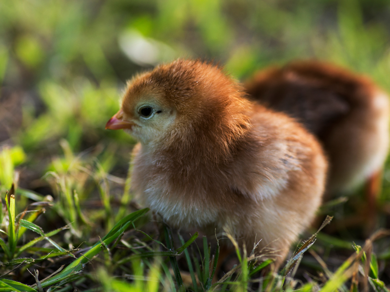 Comparison: Rhode Island Red Chicken vs. Other Chicken Breeds — Roobeez
