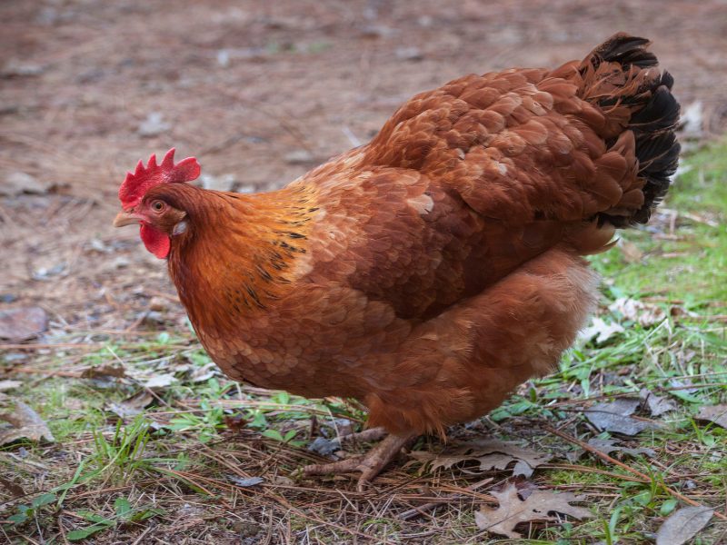 Comparison: Rhode Island Red Chicken vs. Other Chicken Breeds — Roobeez
