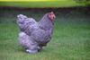 Lavish Lavender Chickens: Guide to the Most Popular Lavender Chicken ...