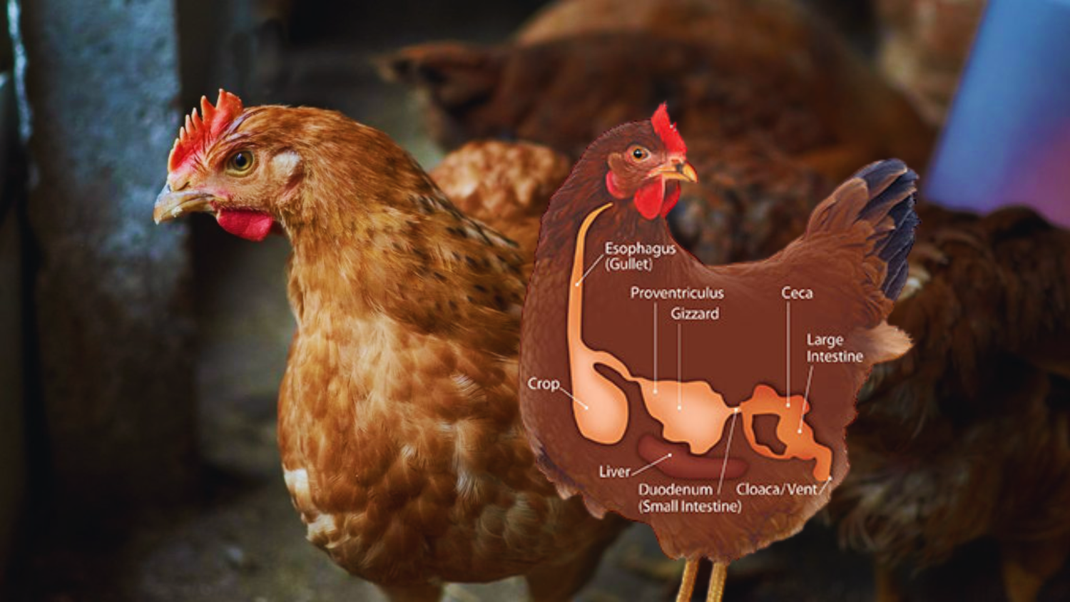 Chicken Care Guide: How to Treat Sour Crop and How to Treat Impacted ...